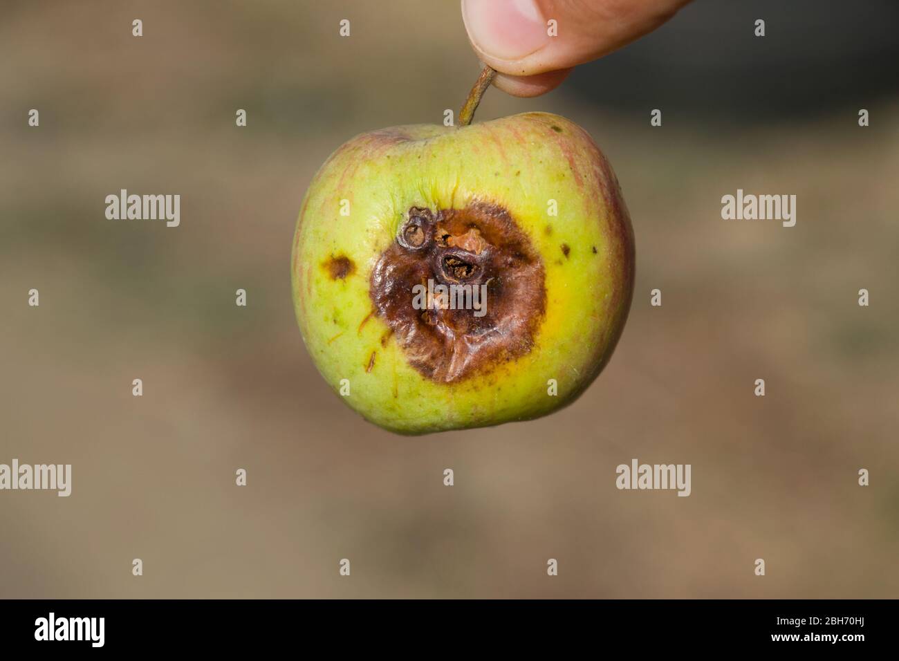 Rotten apple. a Defeat apples Spoiled crop Stock Photo - Alamy