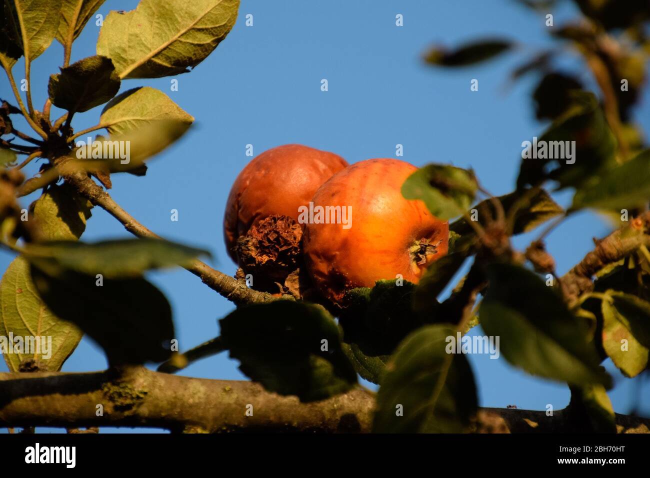 Rotten apple defeat apples hi-res stock photography and images - Alamy