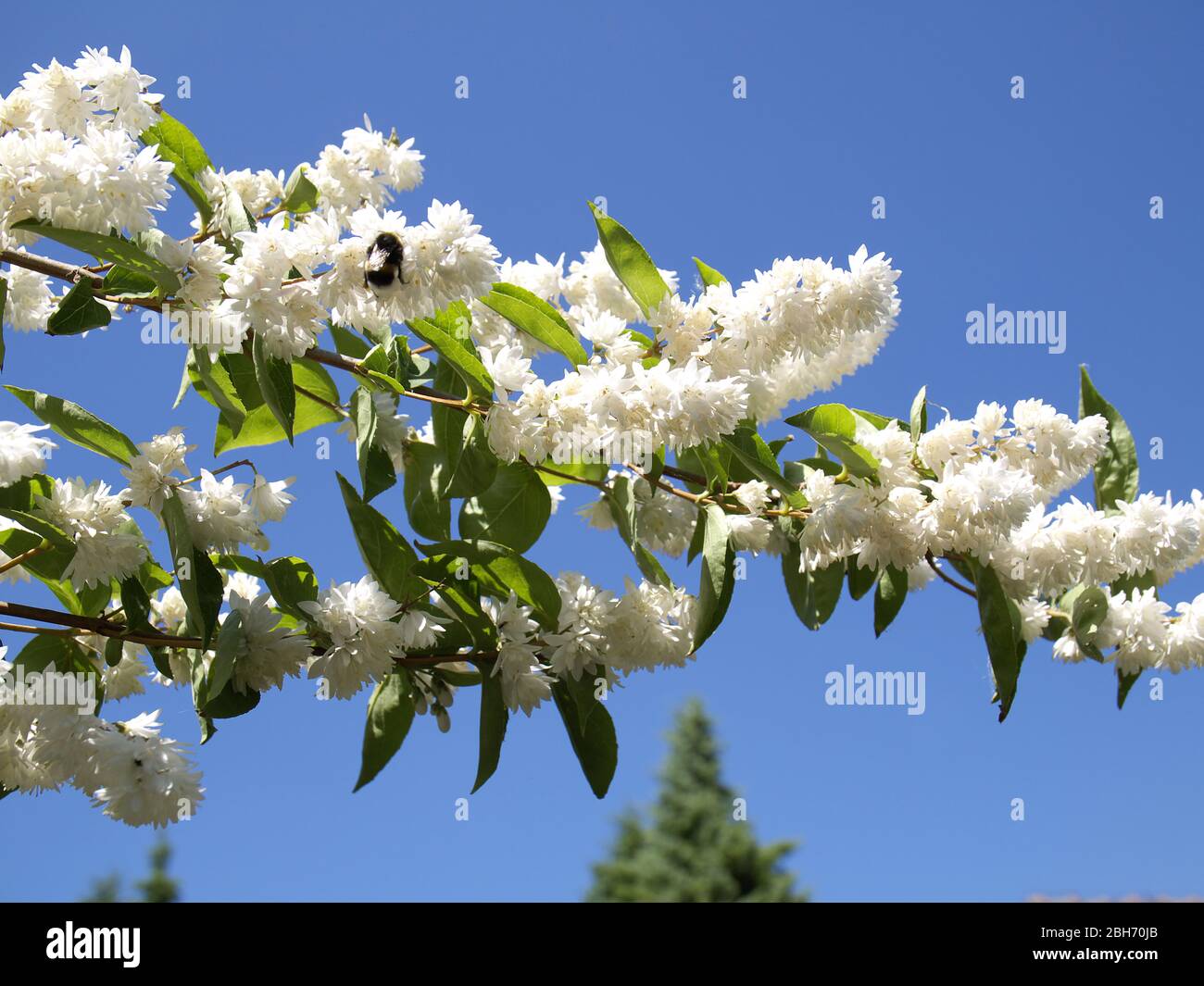 Jasmine Blossoms High Resolution Stock Photography and Images - Alamy