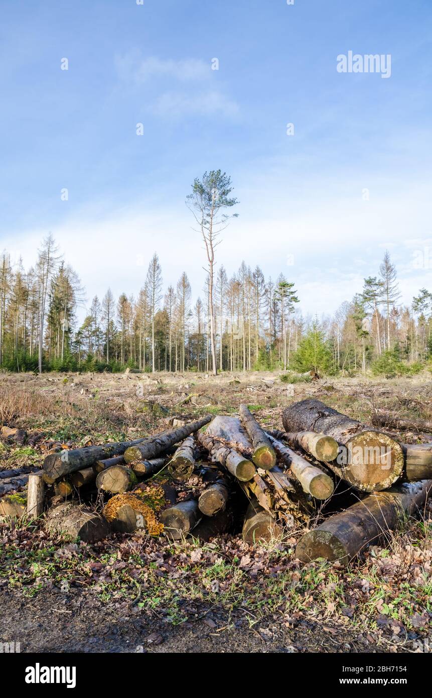 Europe Deforestation