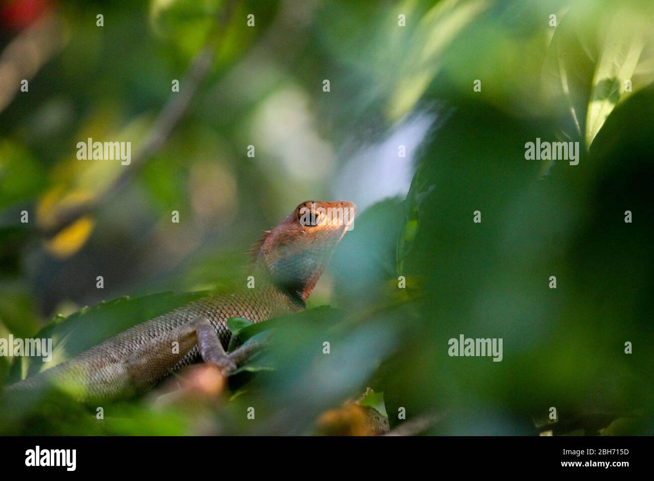 Oriental garden lizard male hi-res stock photography and images - Alamy