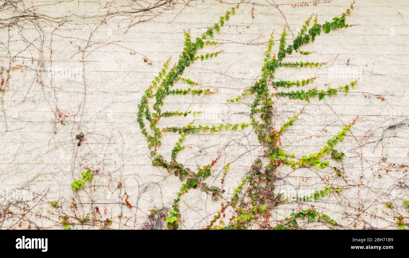 background texture - delicate green climbing vines on an exterior wall ...