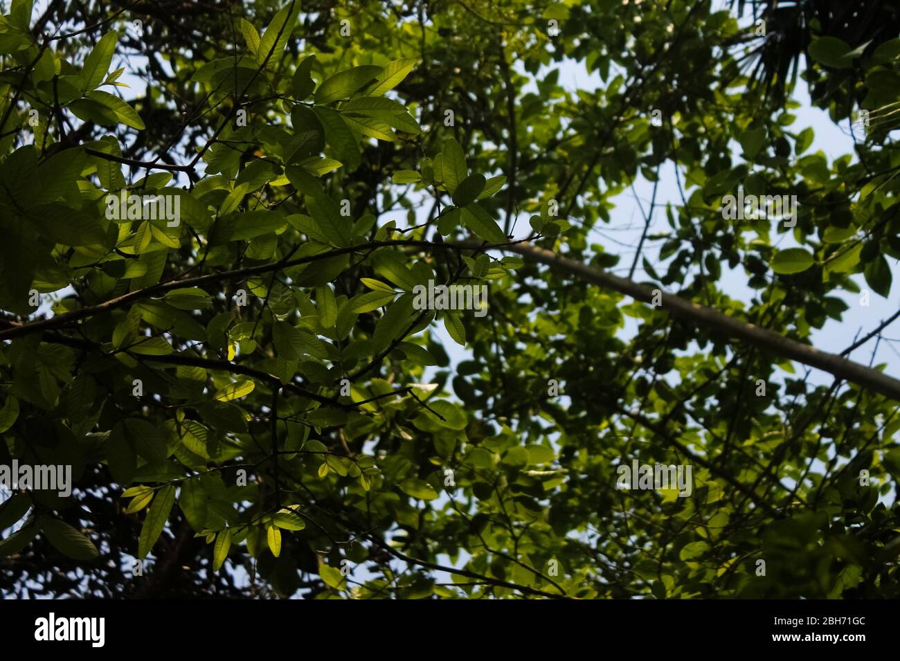 Branches Of Trees Stock Photo - Alamy