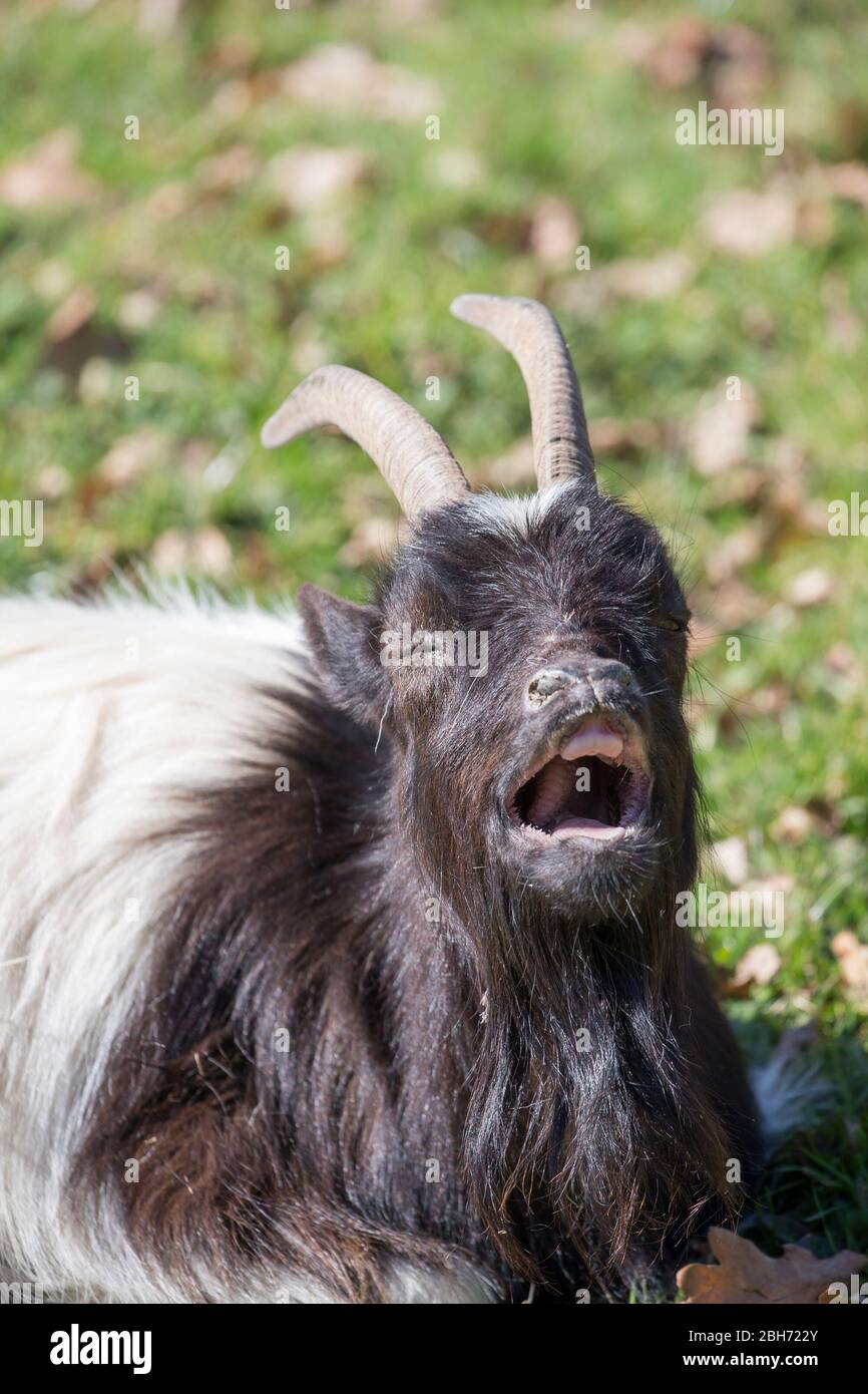 Goat Laughing