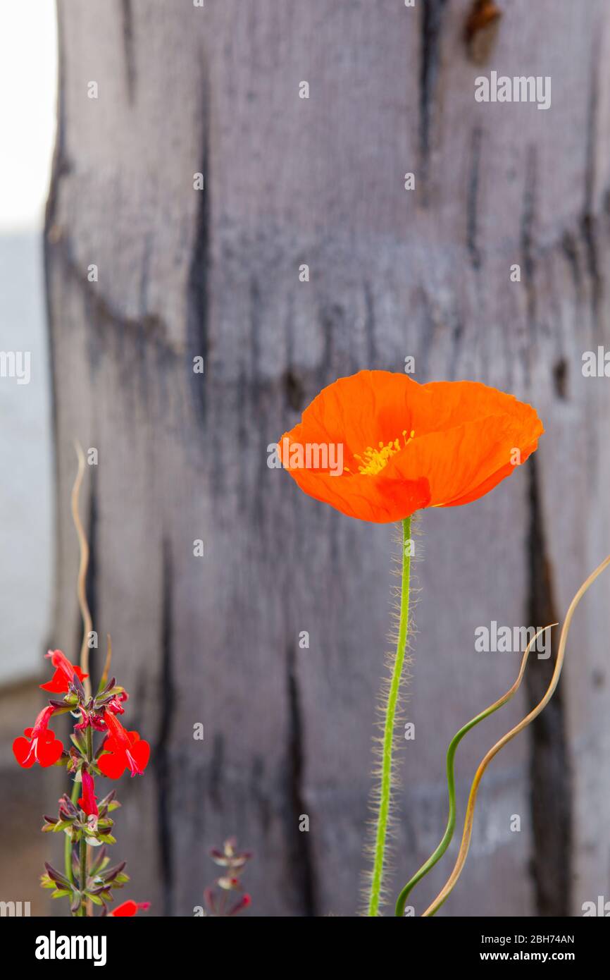 Native california wild flowers hi-res stock photography and images - Alamy