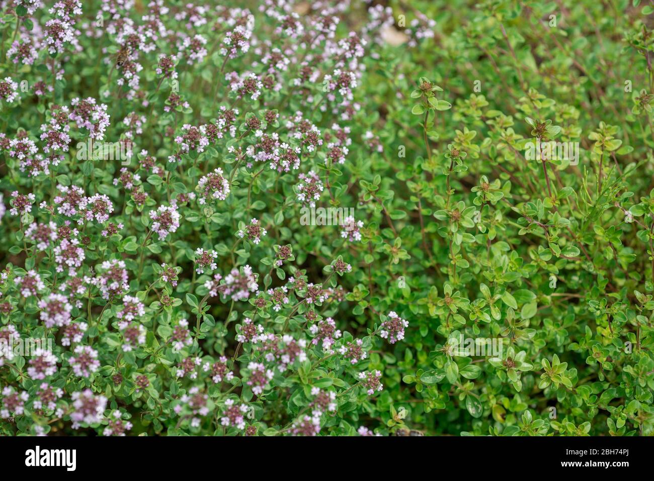 Flowers Thymus in the Garden Stock Photo - Alamy