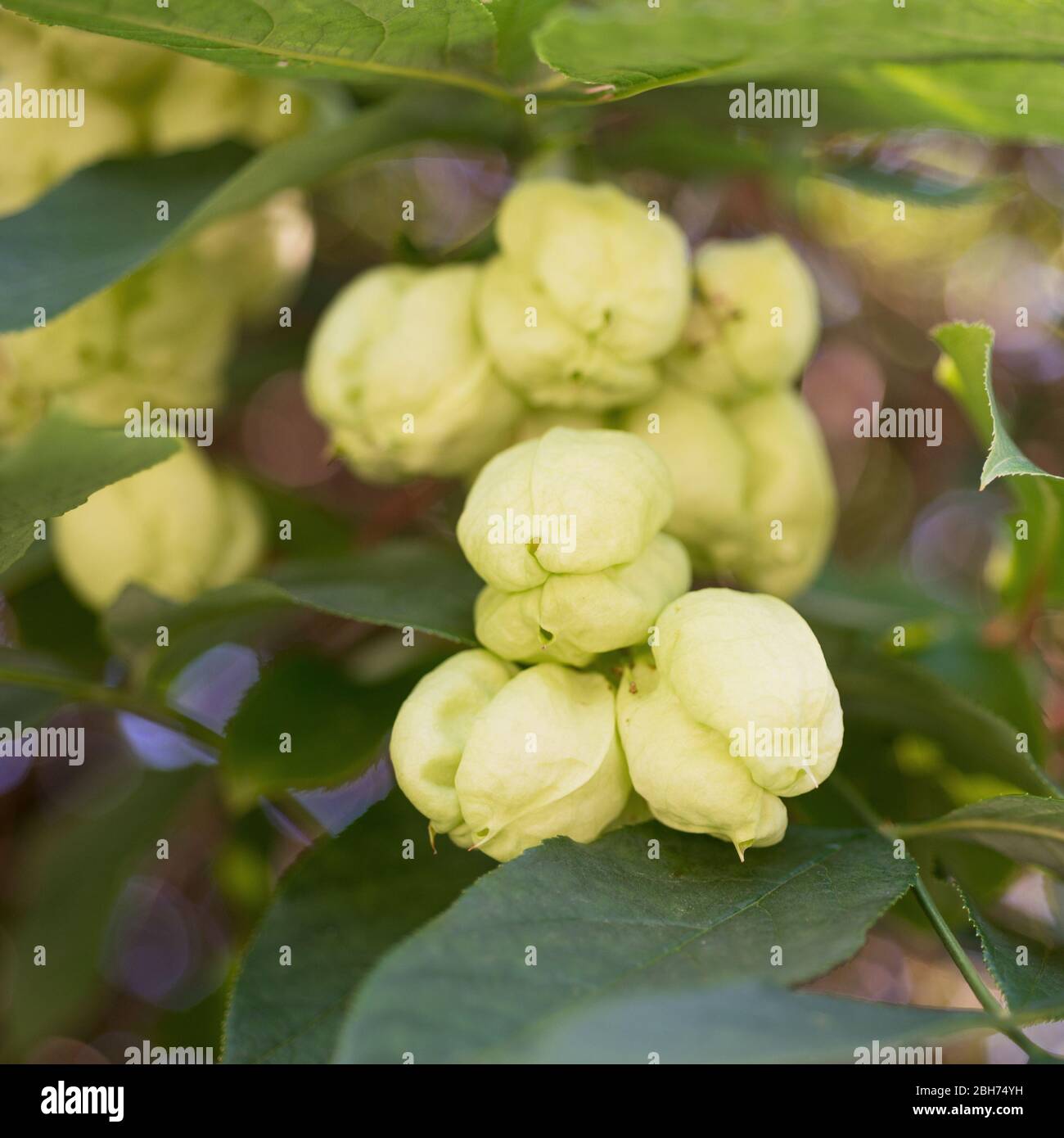 Fruit tree Staphylea pinnata Stock Photo - Alamy