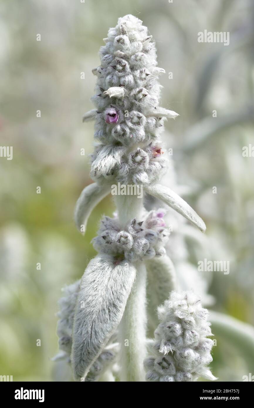 Flower Stachys byzantina close-up Stock Photo - Alamy