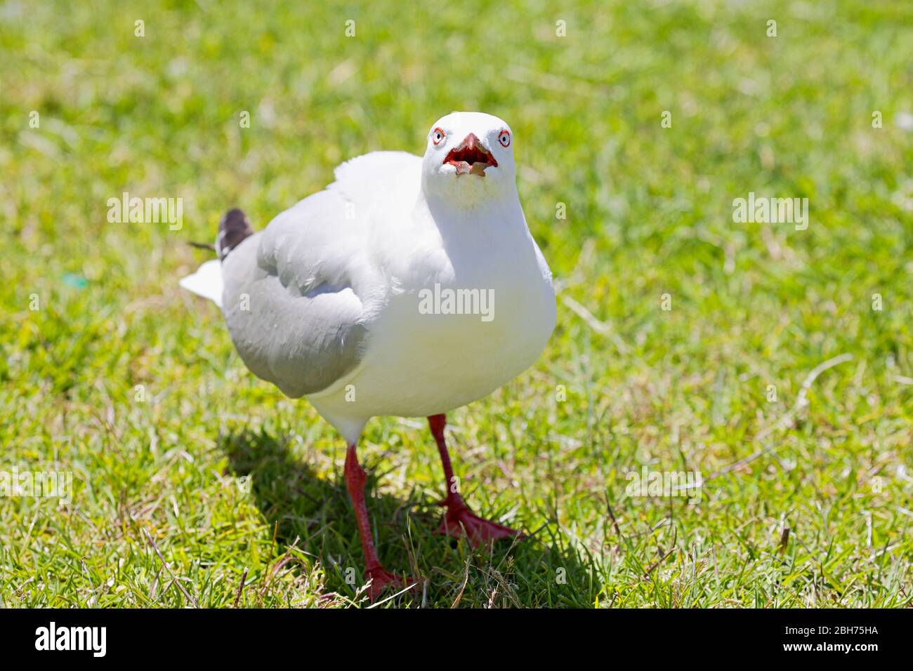 Angry seagull hi-res stock photography and images - Alamy