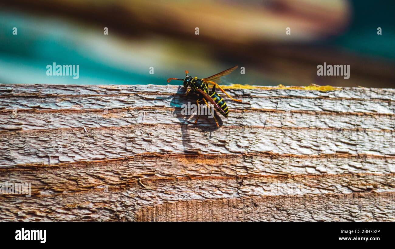 Isolated wasps hi-res stock photography and images - Alamy