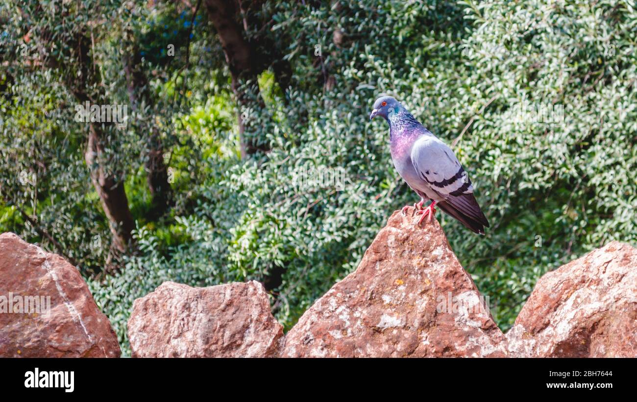 A pigeon resting on a rock the ground Stock Photo - Alamy