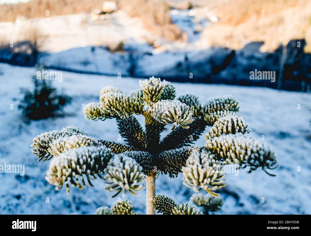 Beautiful pine tree branches hi-res stock photography and images - Alamy