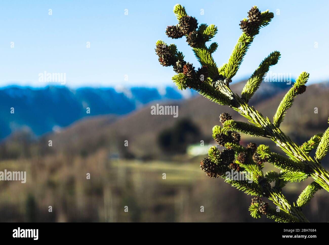 Beautiful pine tree branches hi-res stock photography and images - Alamy
