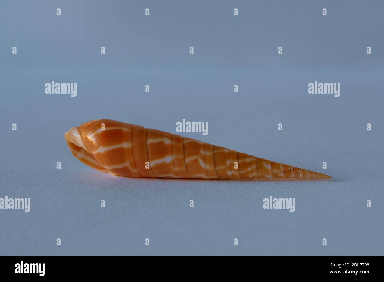 Auger shells hi-res stock photography and images - Alamy