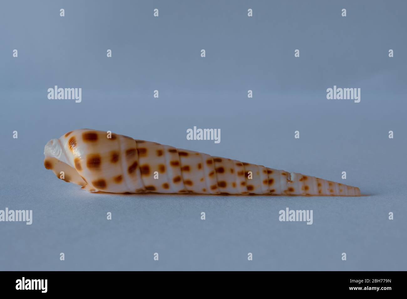 Auger snail hi-res stock photography and images - Alamy