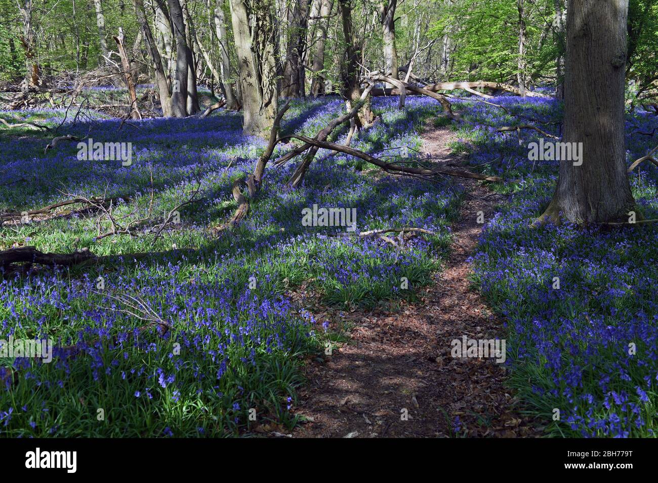Bluebell flowers in the woods at Ashridge Estate Berkhamsted Herts UK ...