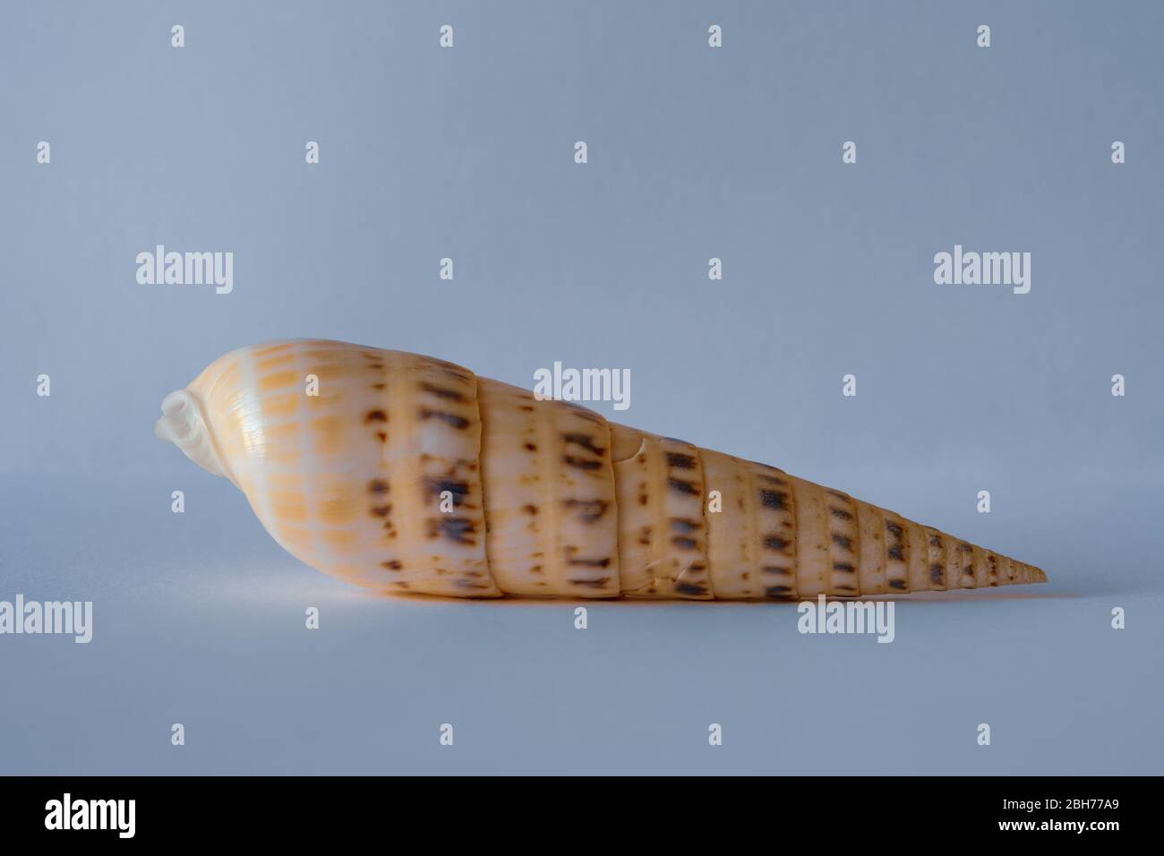 Auger shells hi-res stock photography and images - Alamy