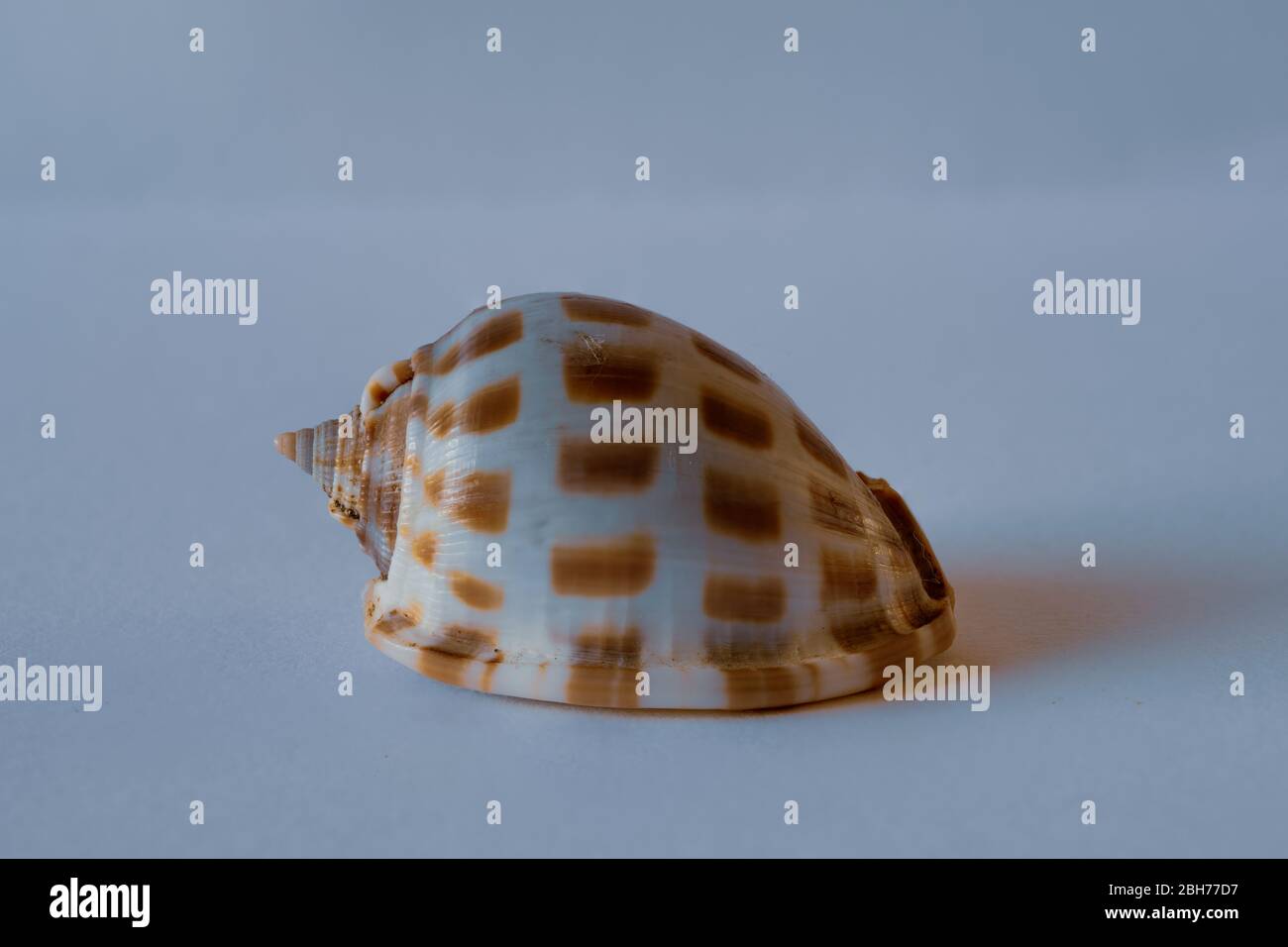 Areola hi-res stock photography and images - Alamy