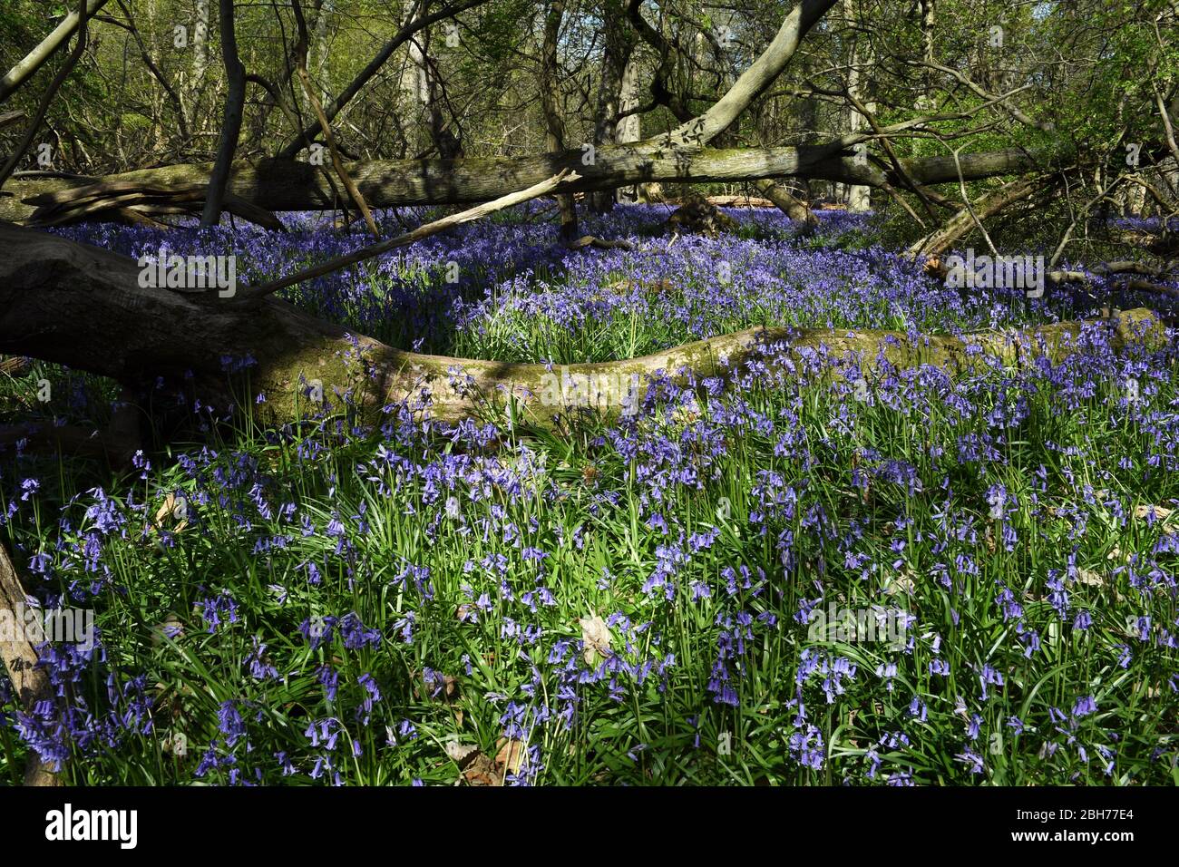 Bluebell flowers in the woods at Ashridge Estate Berkhamsted Herts UK ...