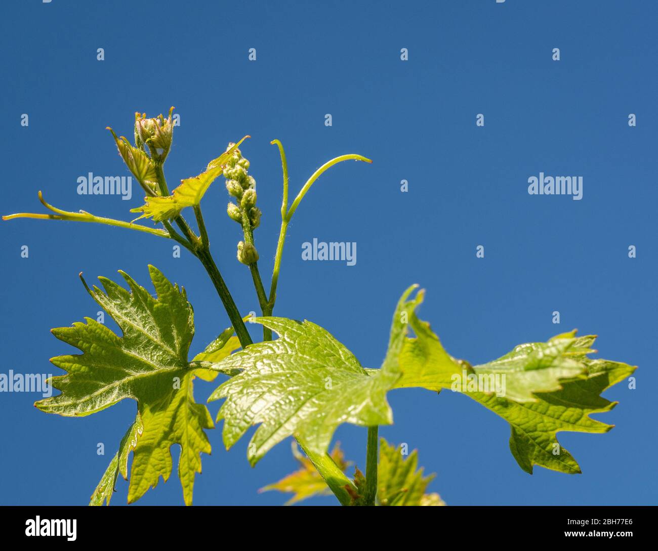 Young inflorescence of grapes on the vine close-up. Grape vine with ...