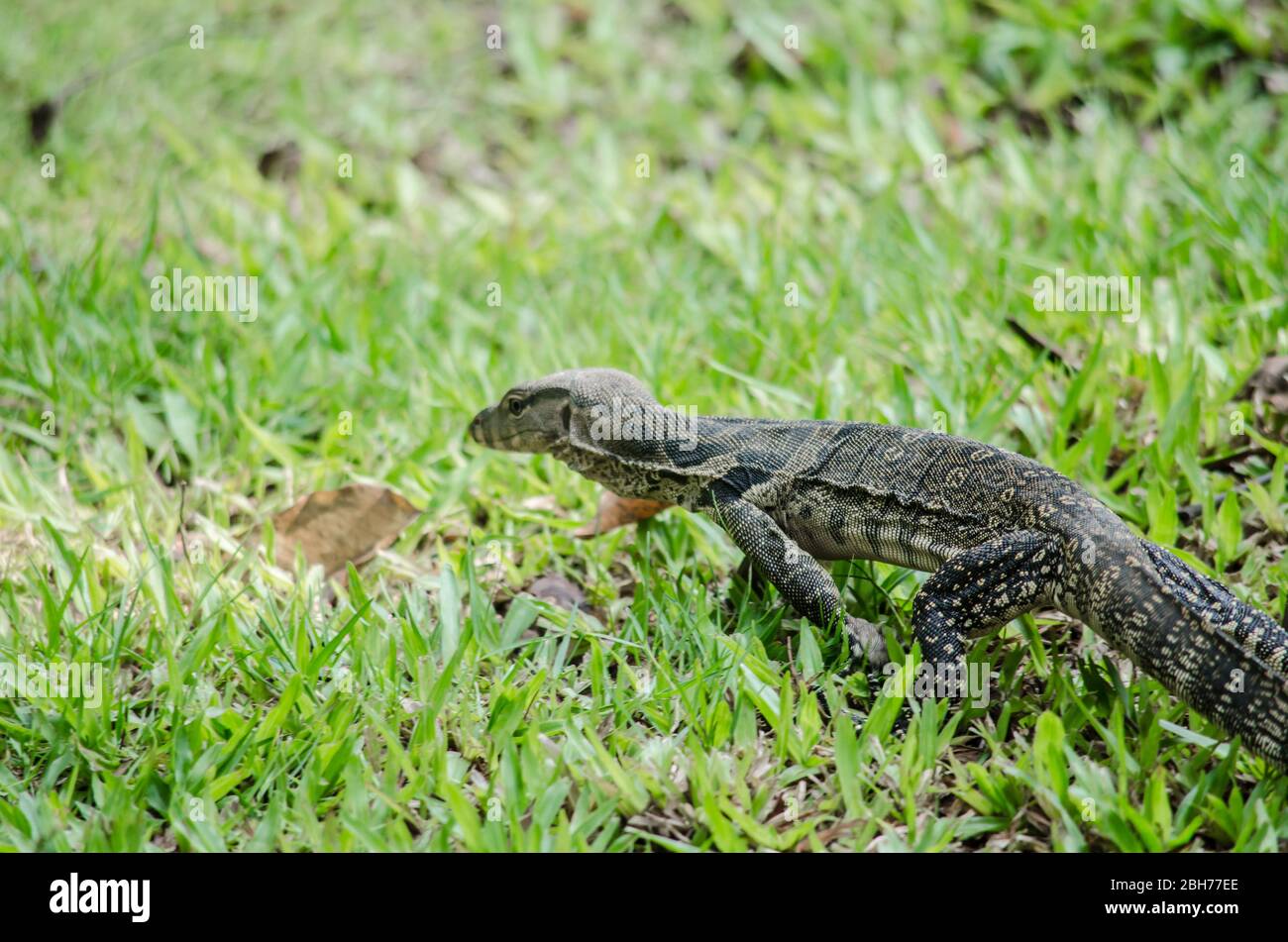 water monitor live habitat where is water ,lake and river Stock Photo ...