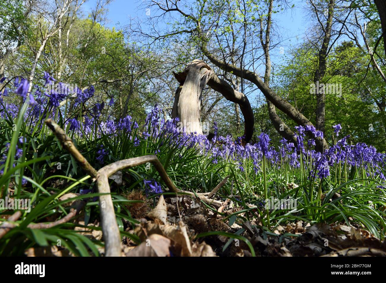 Bluebell flowers in the woods at Ashridge Estate Berkhamsted Herts UK ...