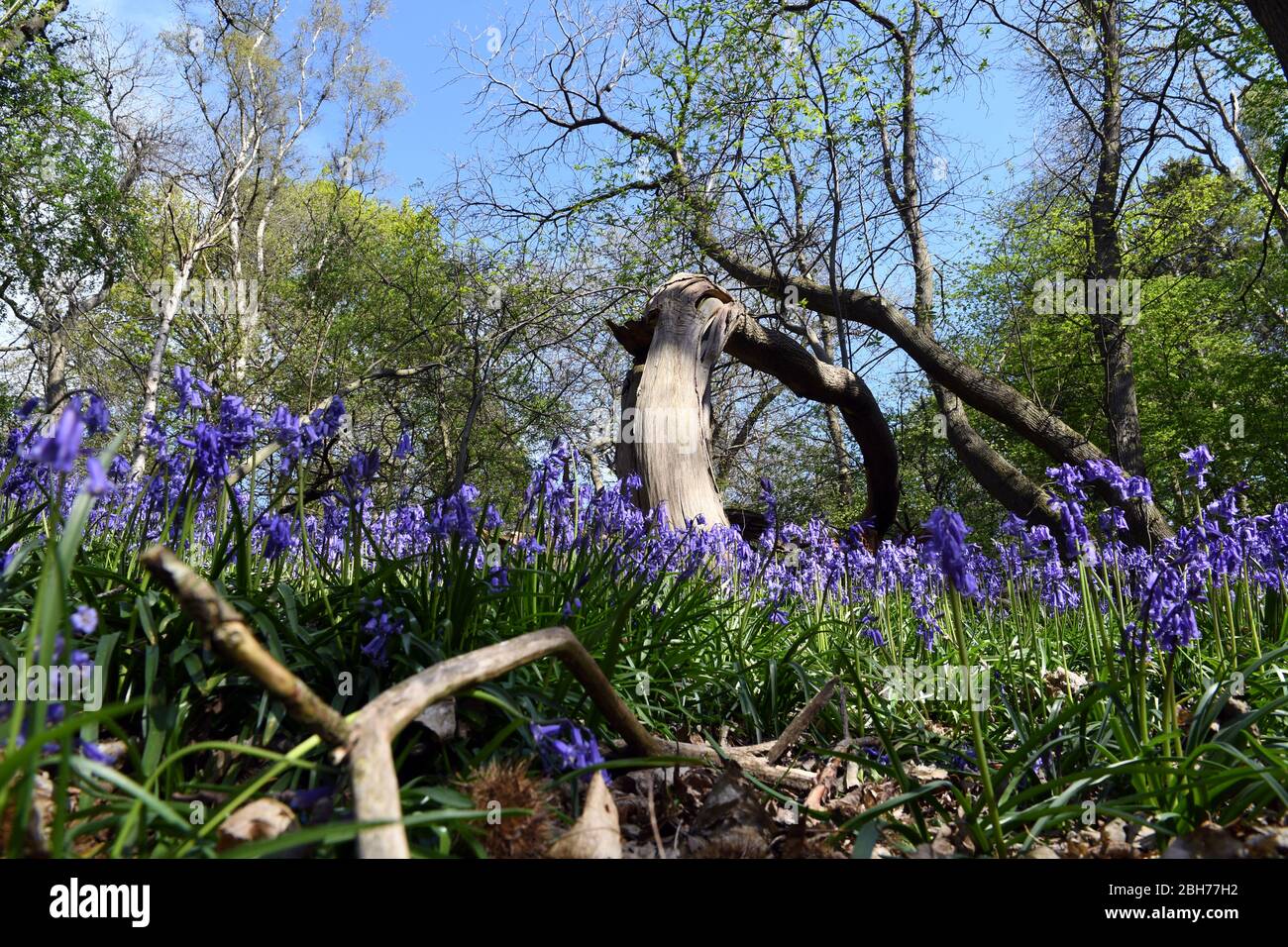 Bluebell flowers in the woods at Ashridge Estate Berkhamsted Herts UK ...