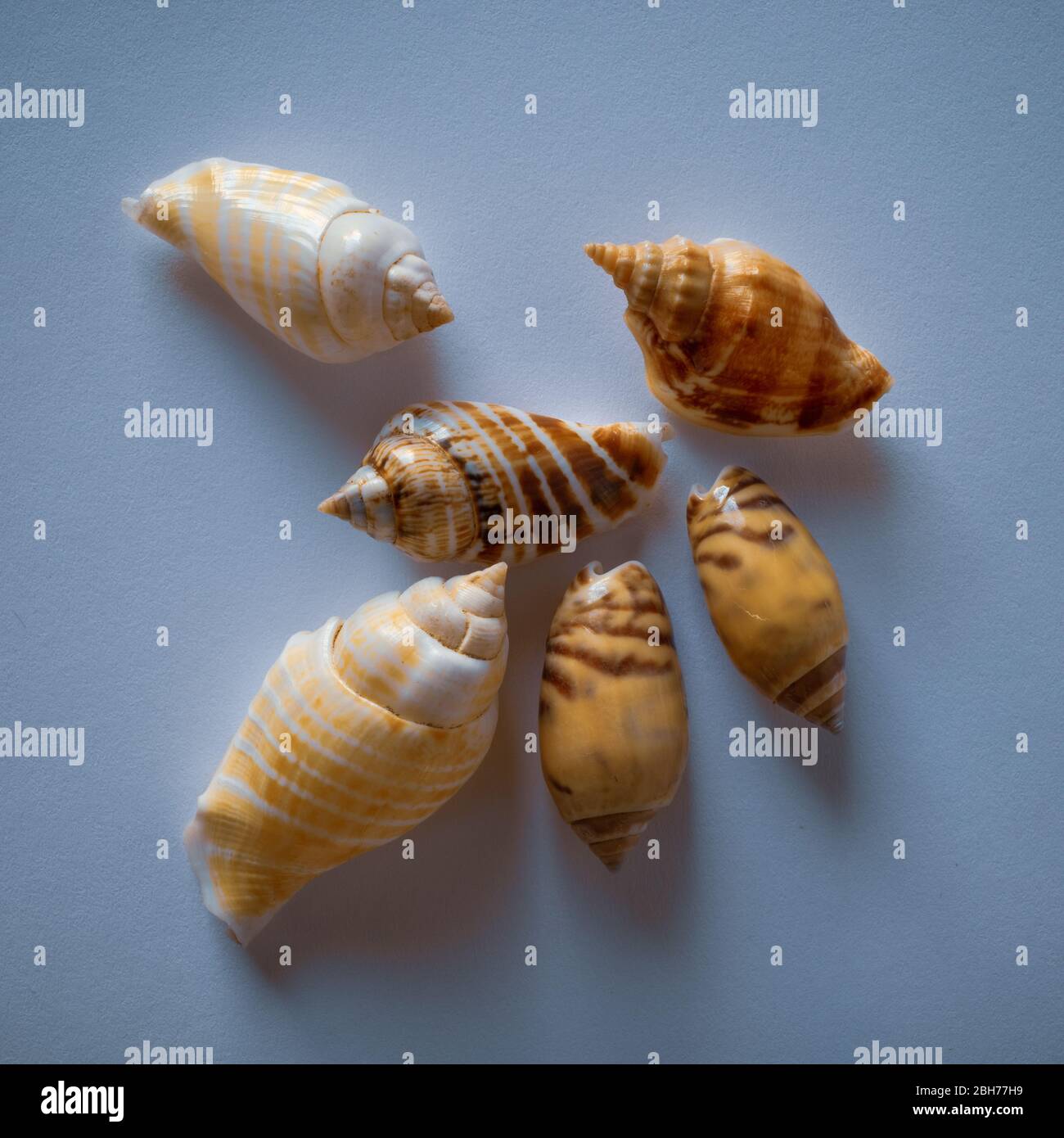 Miter shells hi-res stock photography and images - Alamy