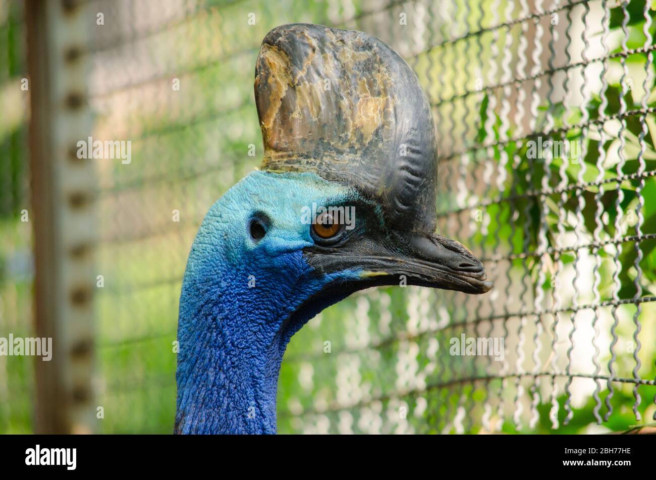 big bird is sitting on the tree and is ready to fly around the forest ...