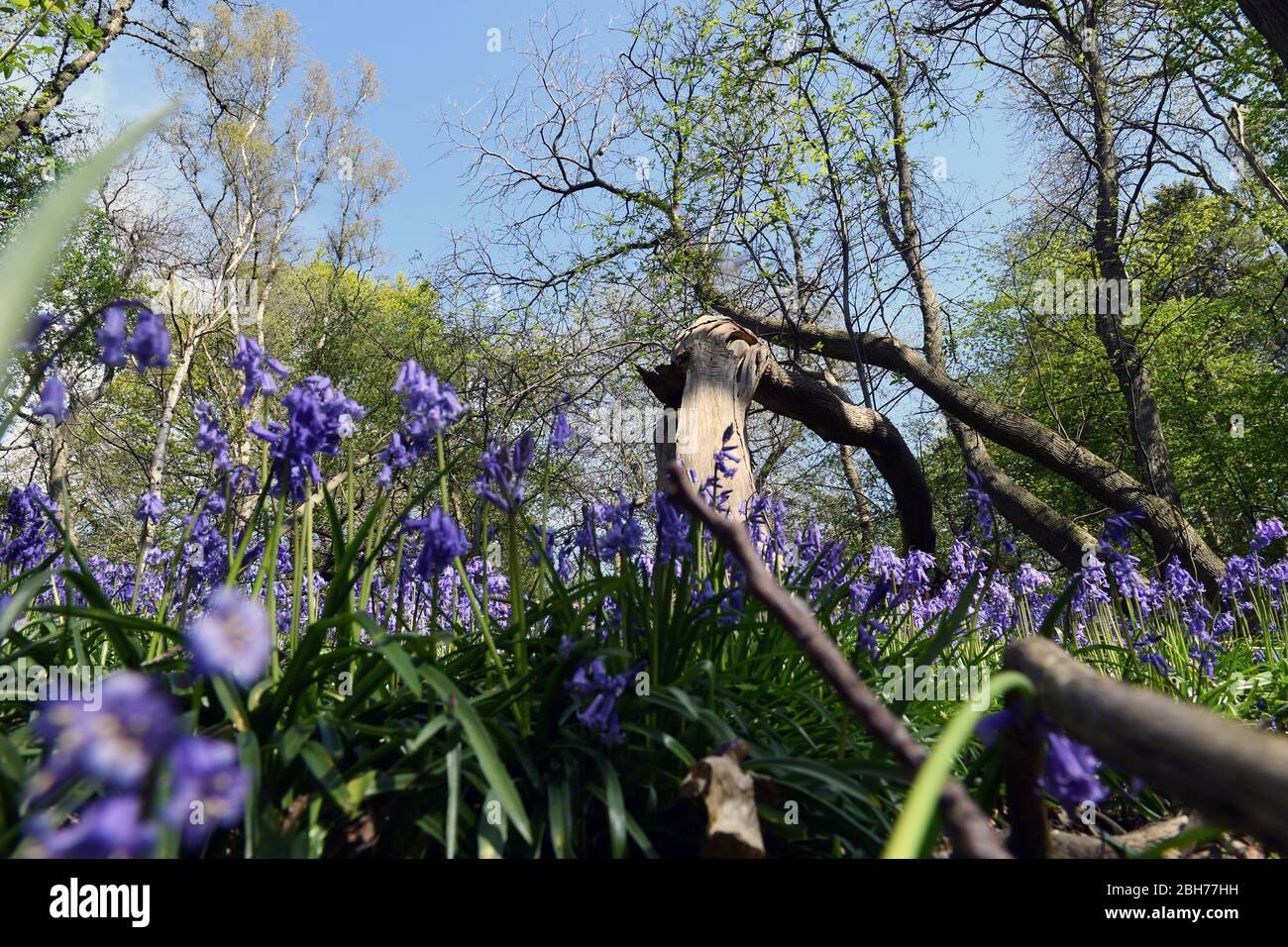 Bluebell flowers in the woods at Ashridge Estate Berkhamsted Herts UK ...