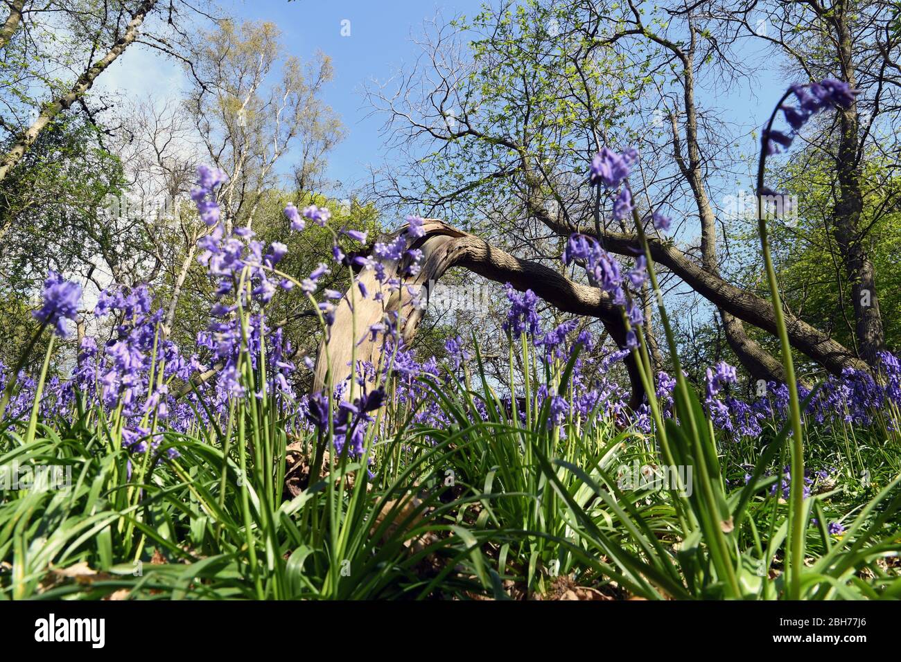 Bluebell flowers in the woods at Ashridge Estate Berkhamsted Herts UK ...