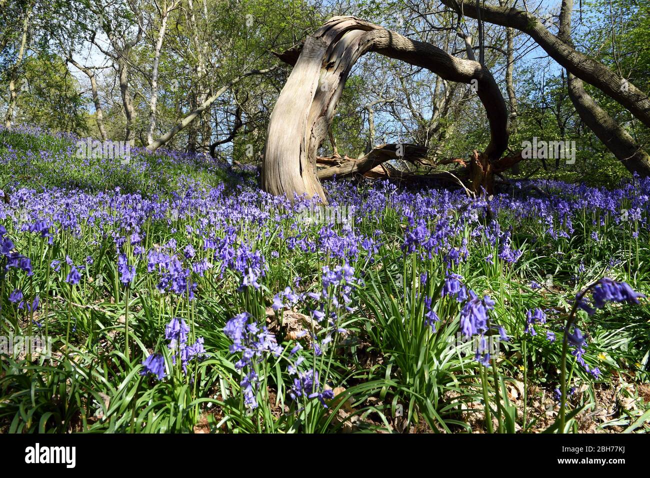 Bluebell flowers in the woods at Ashridge Estate Berkhamsted Herts UK ...