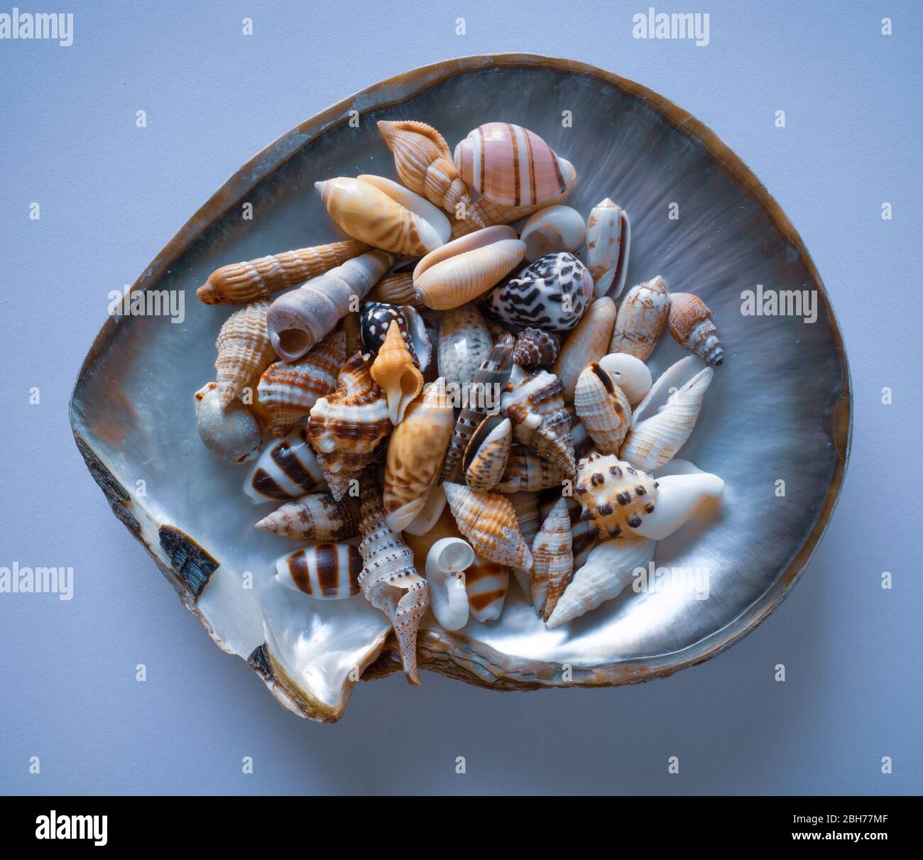 Collection of Small Pacific Sea Shells in a Pearl Oyster Stock Photo ...