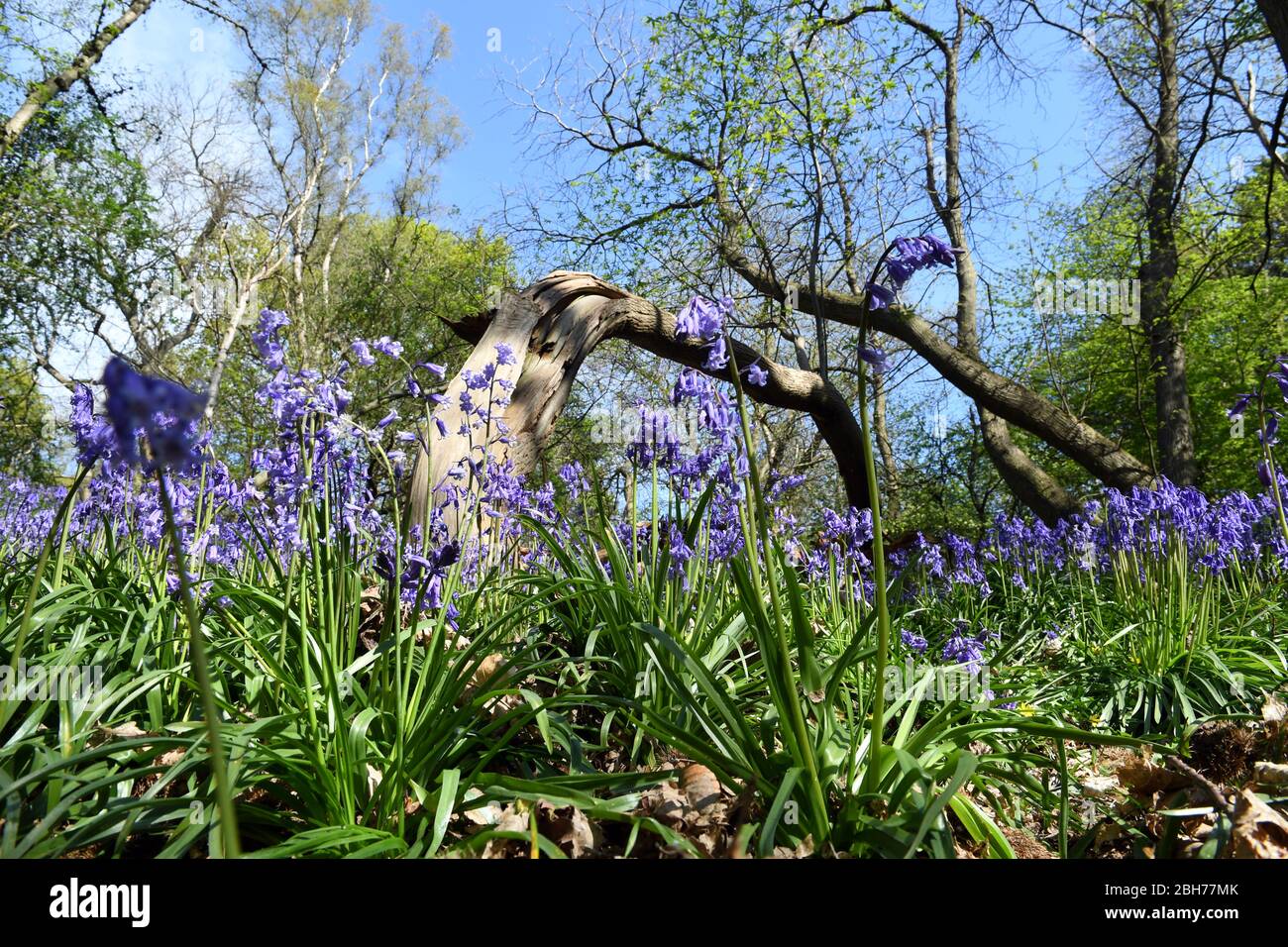Bluebell flowers in the woods at Ashridge Estate Berkhamsted Herts UK ...