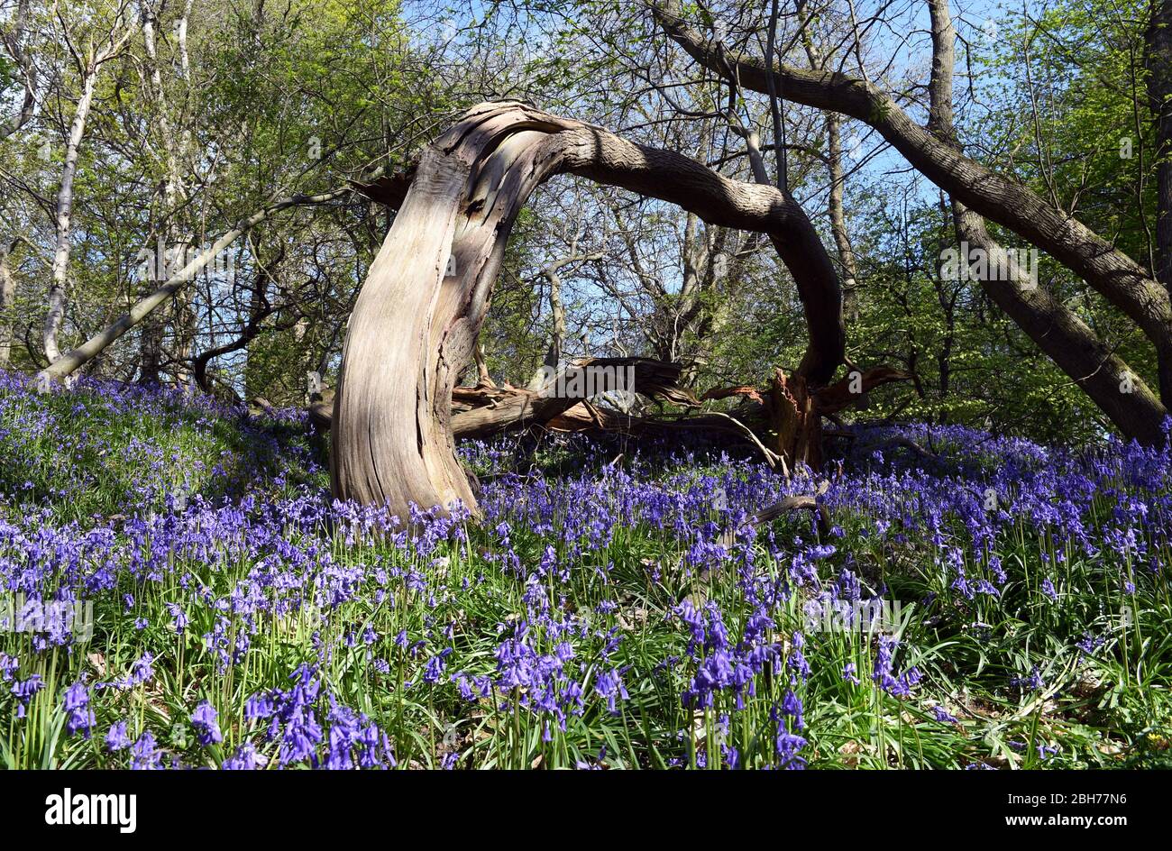 Bluebell flowers in the woods at Ashridge Estate Berkhamsted Herts UK ...