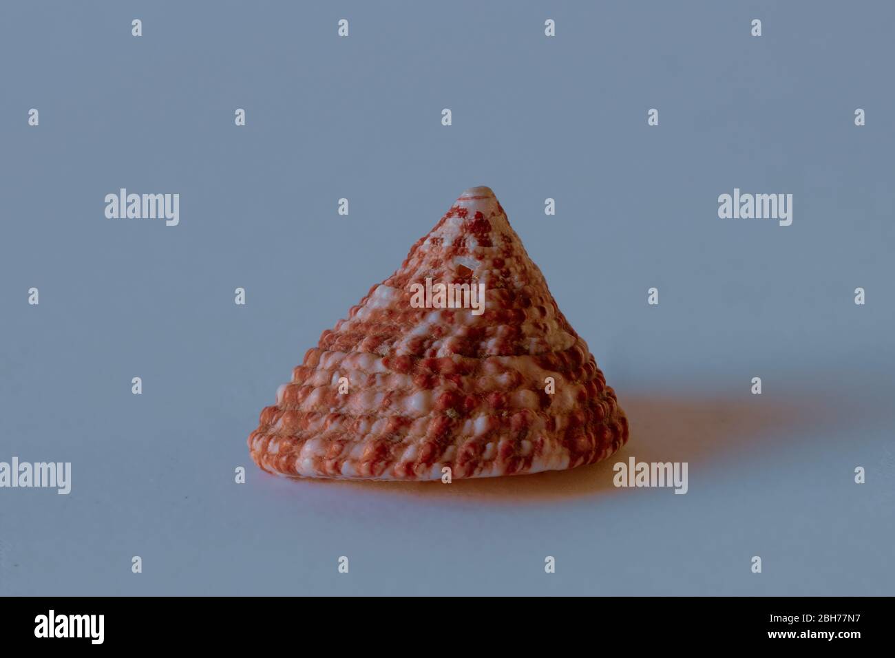 Trochus hi-res stock photography and images - Alamy