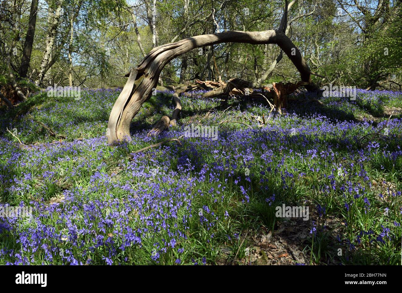Bluebell flowers in the woods at Ashridge Estate Berkhamsted Herts UK ...