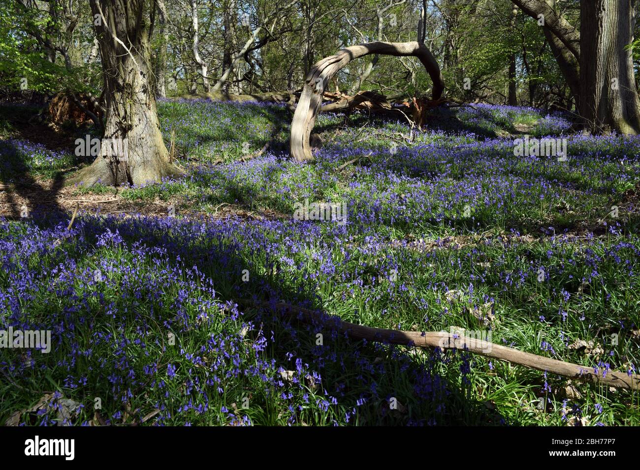 Bluebell flowers in the woods at Ashridge Estate Berkhamsted Herts UK ...