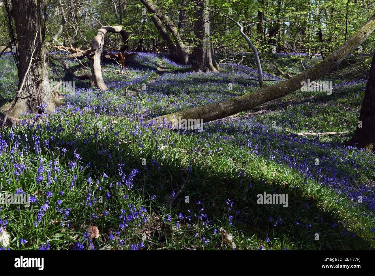 Ashridge estate hertfordshire dog hi-res stock photography and images ...
