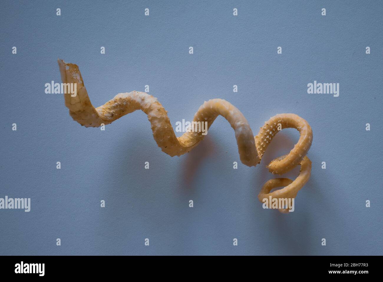 Indo pacific tube worm hi-res stock photography and images - Alamy