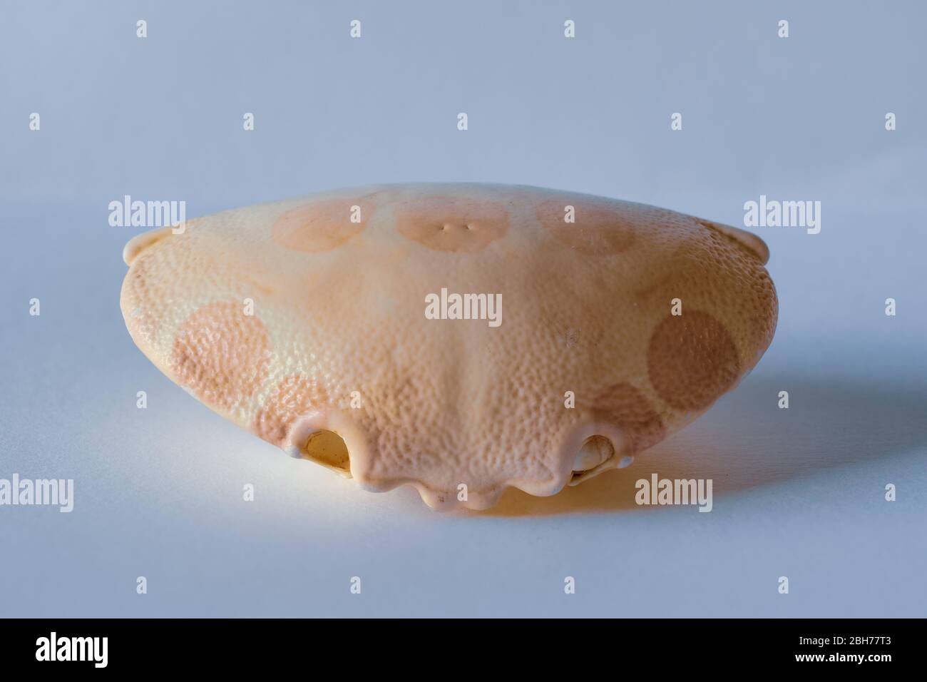 Crab Shell with Pink Spots. Pacific Crab Stock Photo - Alamy