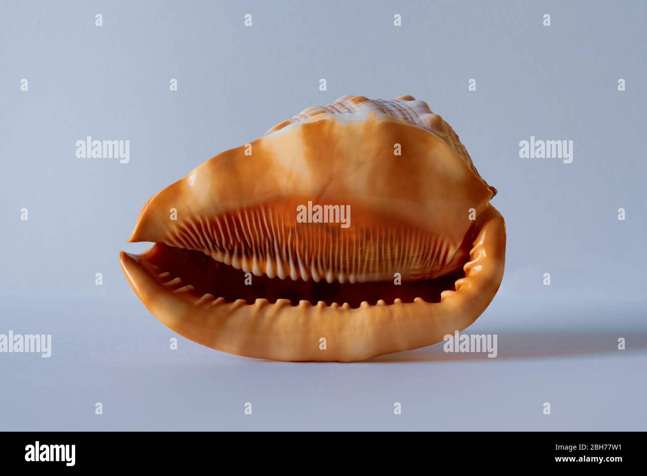 Cypraecassis Rufa L. Bull Mouth Helmet Shell. Pacific Seashell Stock ...