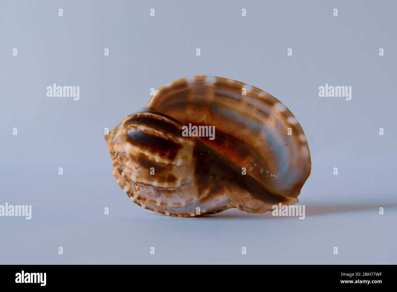 David harp shell hi-res stock photography and images - Alamy