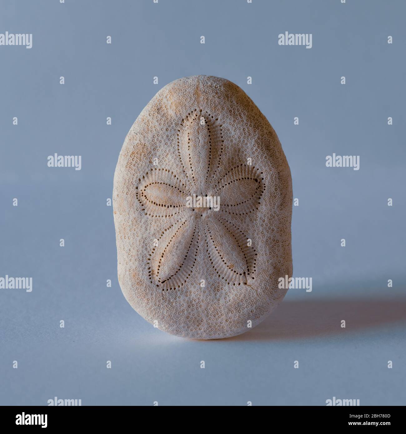 Pacific sand dollar hi-res stock photography and images - Alamy