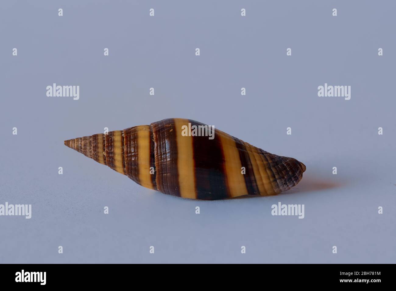 Fox Miter Shell. Vexillum vulpecula. Pacific Seashell Stock Photo - Alamy
