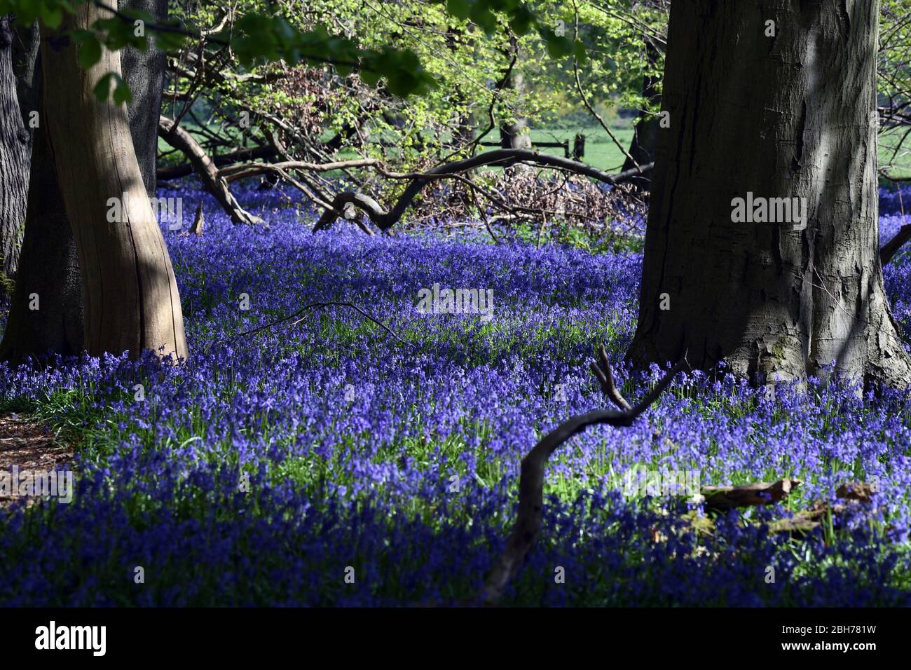 Bluebell flowers in the woods at Ashridge Estate Berkhamsted Herts UK ...