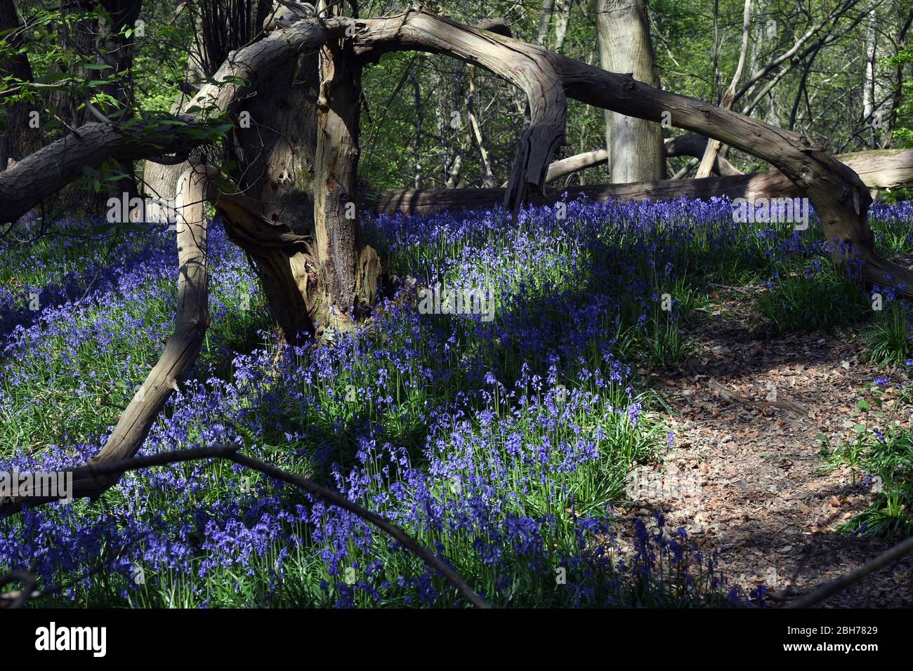 Bluebell flowers in the woods at Ashridge Estate Berkhamsted Herts UK ...
