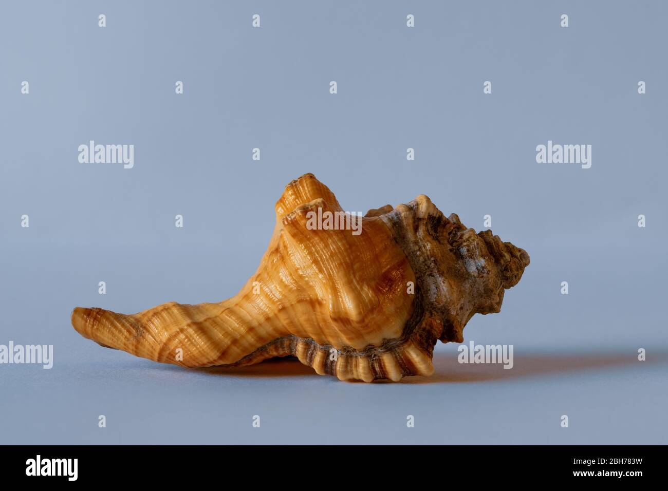 Hairy Triton Shell. Lotorium Triton. Pacific Seashell Stock Photo - Alamy