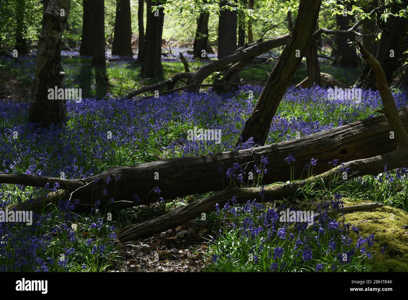 Bluebell flowers in the woods at Ashridge Estate Berkhamsted Herts UK ...