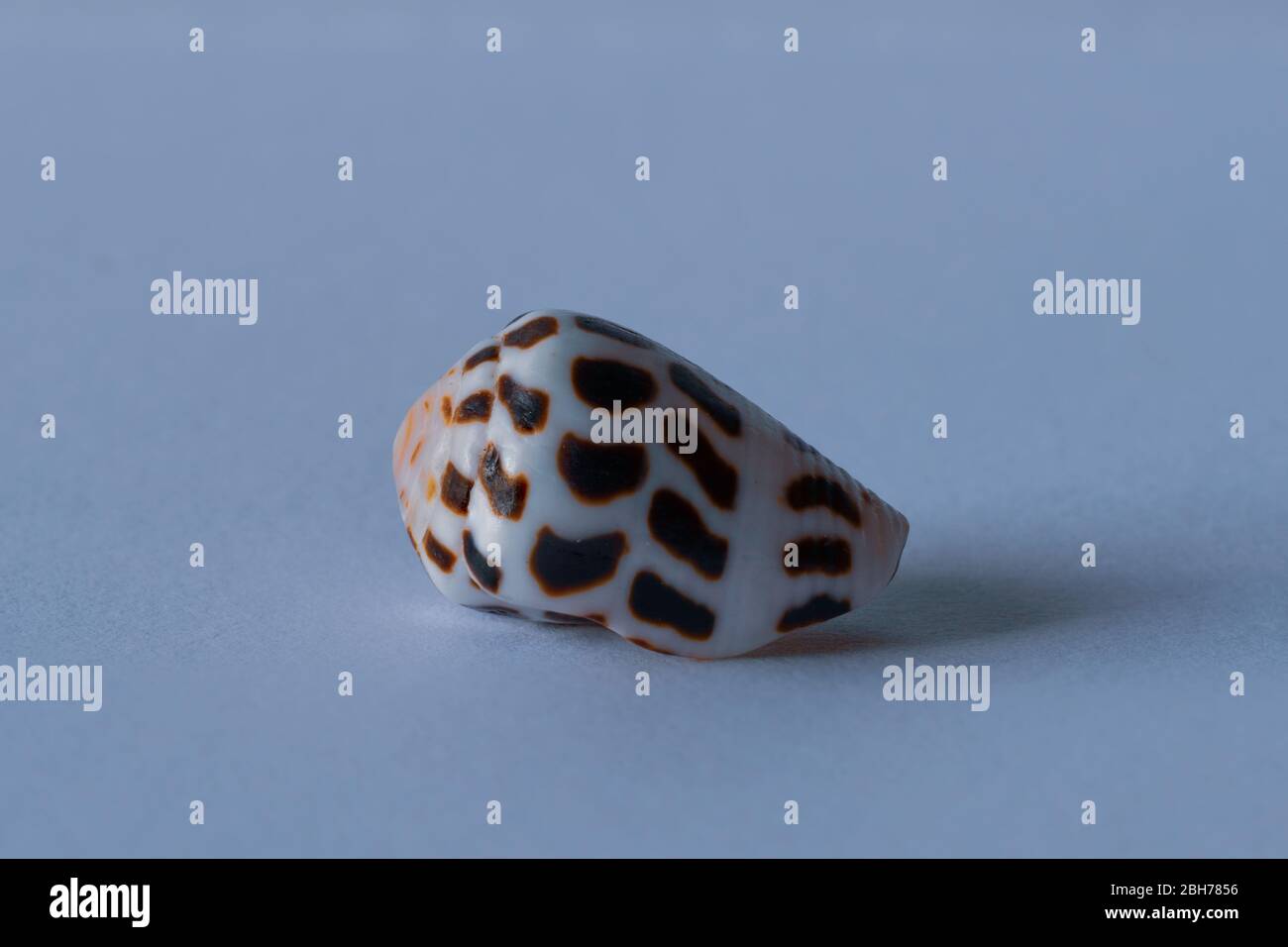 Hebrew Cone Shell. Conus Ebraeus Linne. Pacific Seashell Stock Photo ...